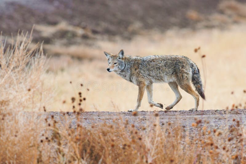 Kojot zdjęcie stock. Obraz złożonej z futerko, droga - 28075026