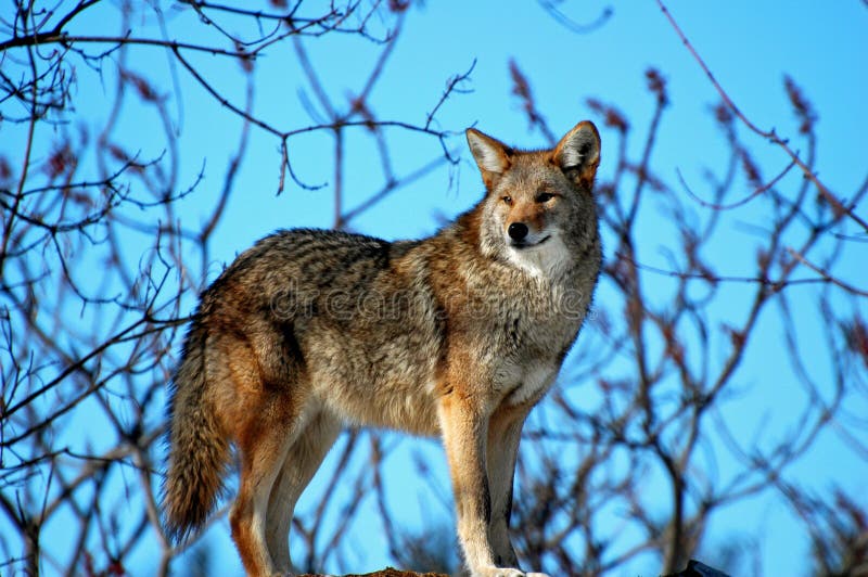 Skacze kojot obraz stock. Obraz złożonej z mysz, słuchanie - 30127763