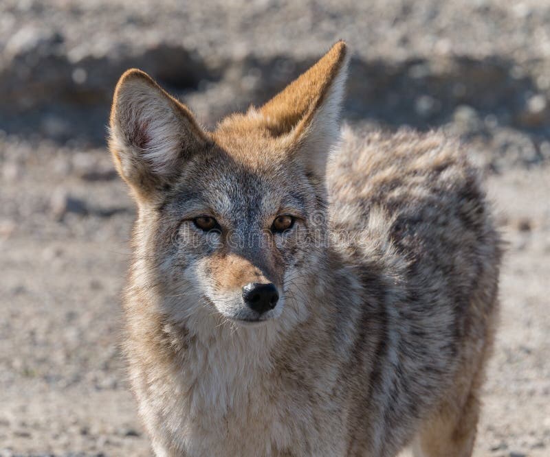 Kojot pustynia obraz stock. Obraz złożonej z pustkowie - 12949261