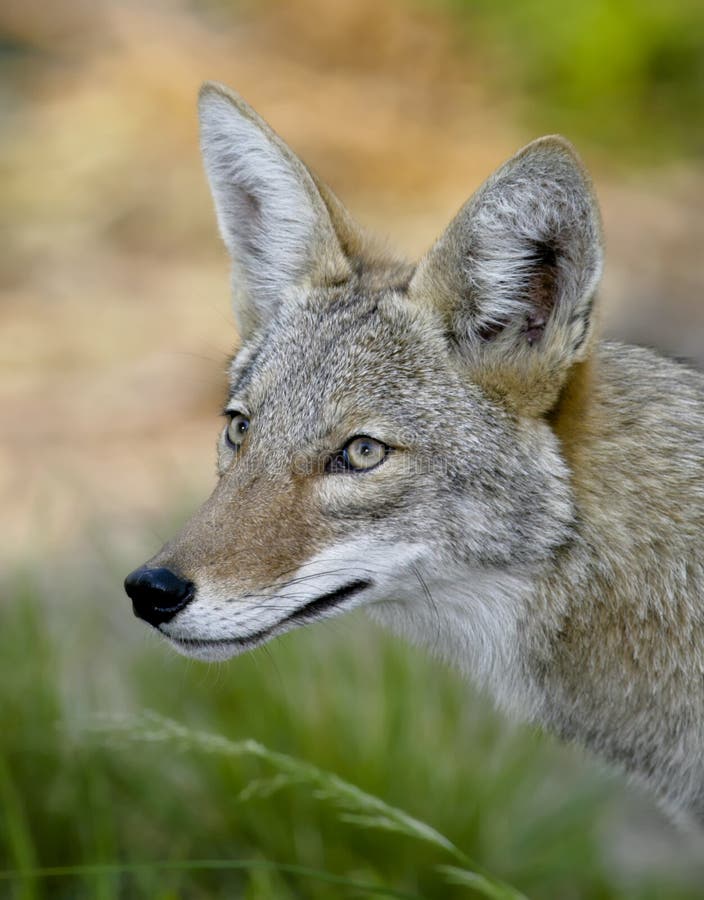 Skacze kojot obraz stock. Obraz złożonej z mysz, słuchanie - 30127763