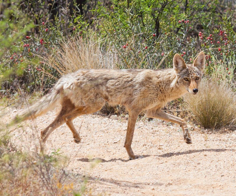 Kojot pustynia obraz stock. Obraz złożonej z kojot, ssak - 12949261