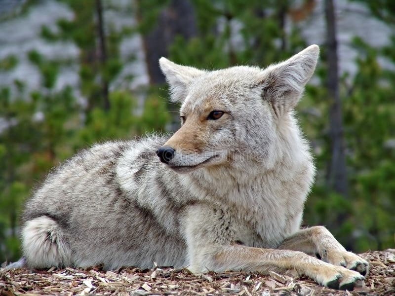 Kojot w Yellowstone obraz stock. Obraz złożonej z kieł - 167095