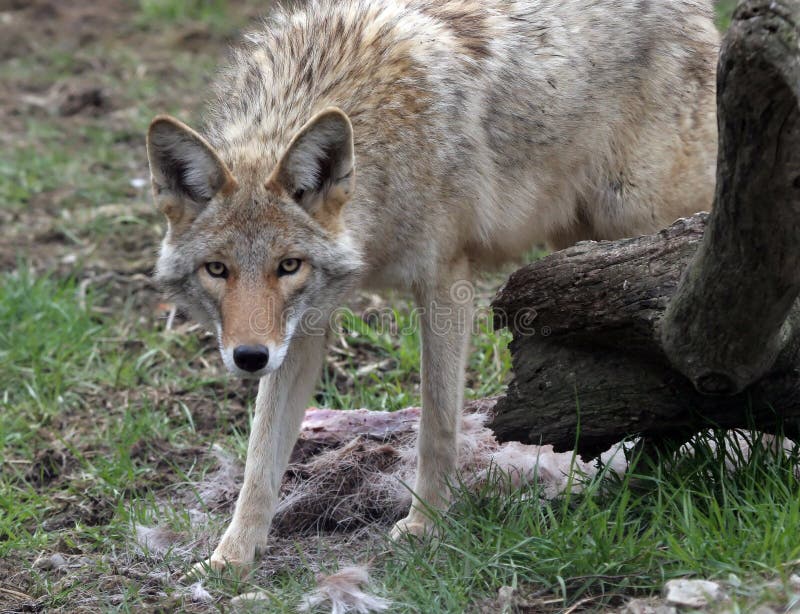 Kojot obraz stock. Obraz złożonej z drapieżnik, kły, kanis - 18527057