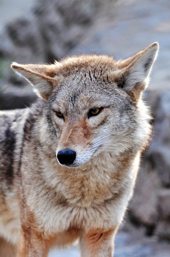 Kojote stockbild. Bild von raub, canis, eckzähne, hund - 18527057