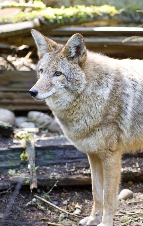 Kojote, Der Die Kamera Betrachtet Stockfoto - Bild von raub, wild: 21539578