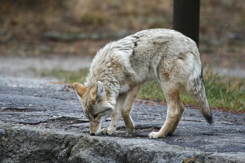 Kojote, Yellowstone NP stockfoto. Bild von yellowstone - 815702