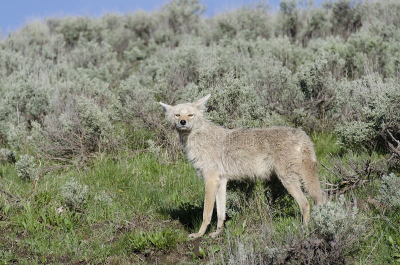 Kojoten in der Natur stockfoto. Bild von sommer, wildnis - 32809218