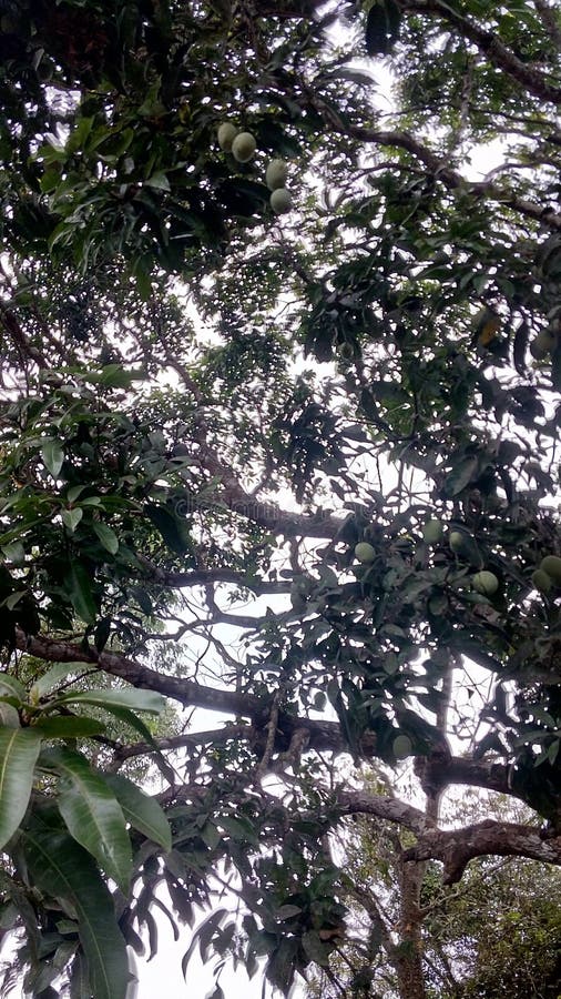 412 Konkan Tree Stock Photos - Free & Royalty-Free Stock Photos from ...