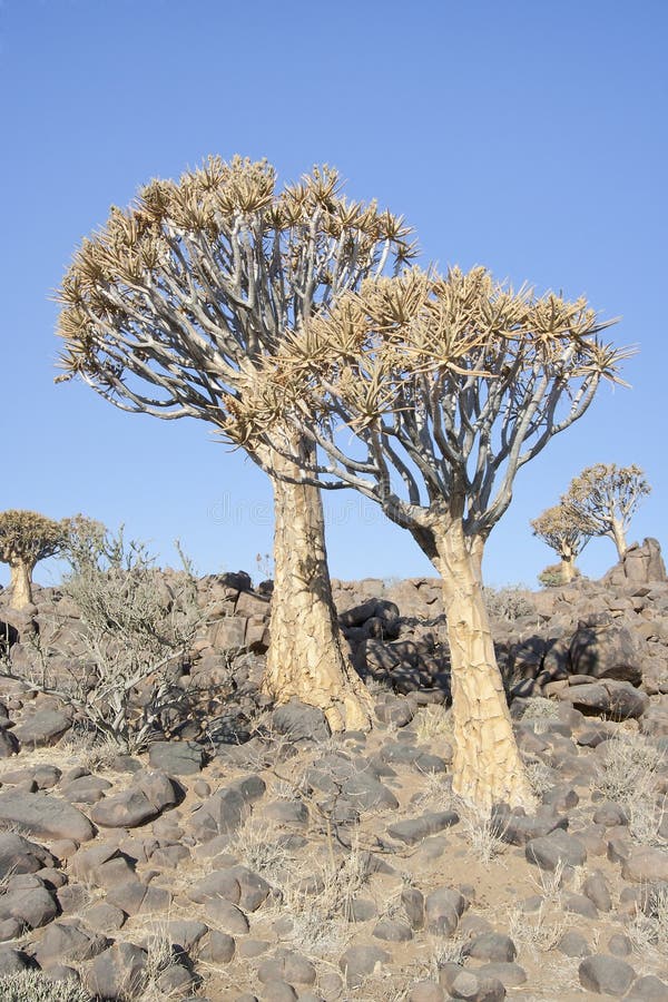 Kokerboom stock image. Image of kokerboom, namibia, desert - 26301615