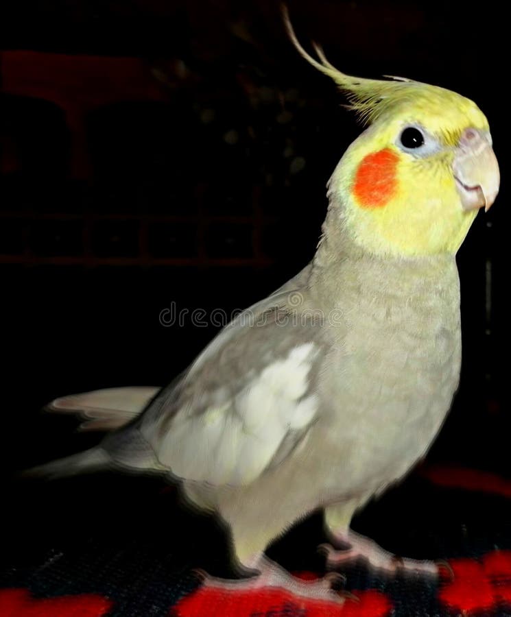 217 Koki Photos - Free & Royalty-Free Stock Photos from Dreamstime