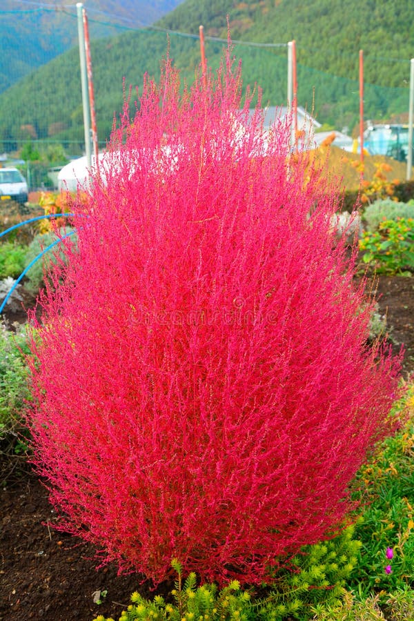 Pianta di Kokia immagine stock. Immagine di closeup, giapponese - 43003617