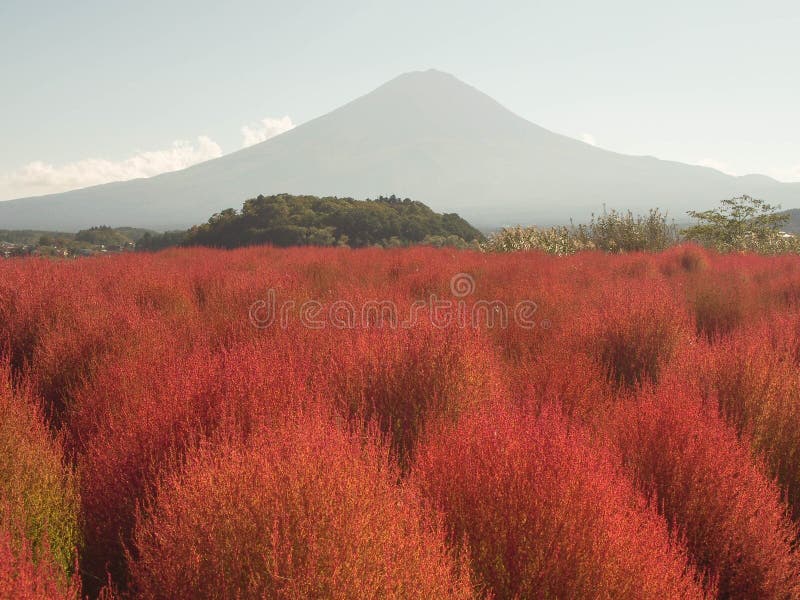 Kokia stock image. Image of flower, full, park, kokia - 58865343
