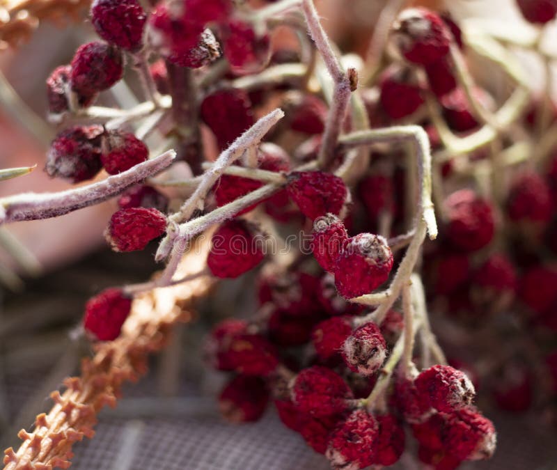 Kokina Flower Plant, Macro Photo. Stock Image - Image of together ...