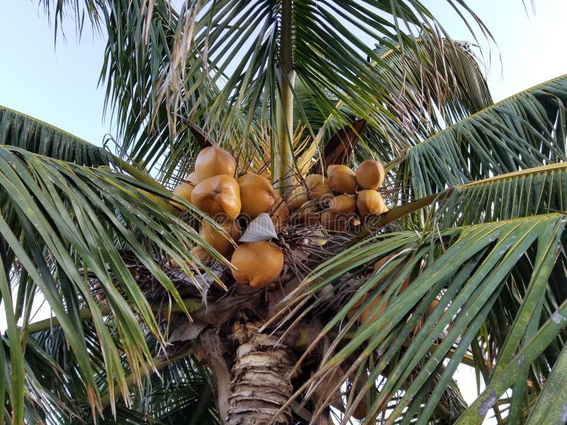 Kokosnoten En Kokosnotenolie Op Uitstekende Houten Achtergrond Stock ...