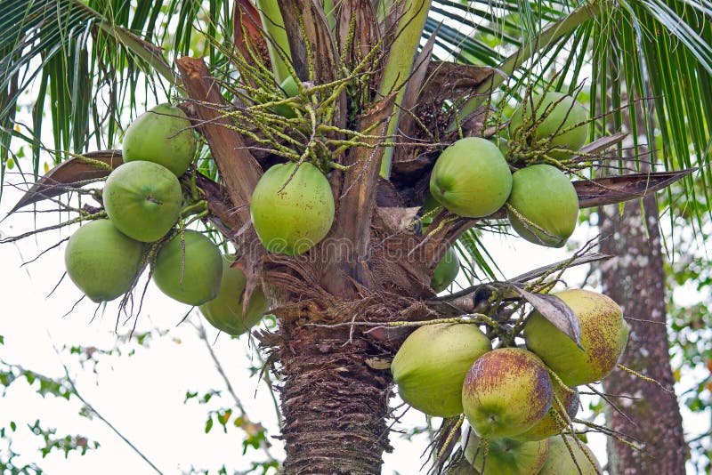 Kokosnoten op een palm stock foto. Image of beeld, kokosnoot - 77862828