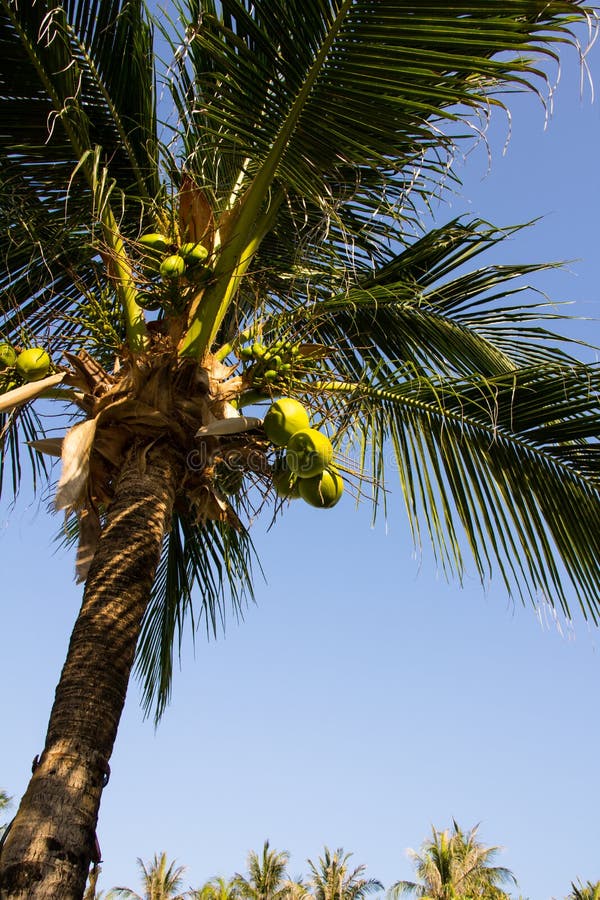 Kokosnoten plam boom stock foto. Image of heet, voedsel - 38709640
