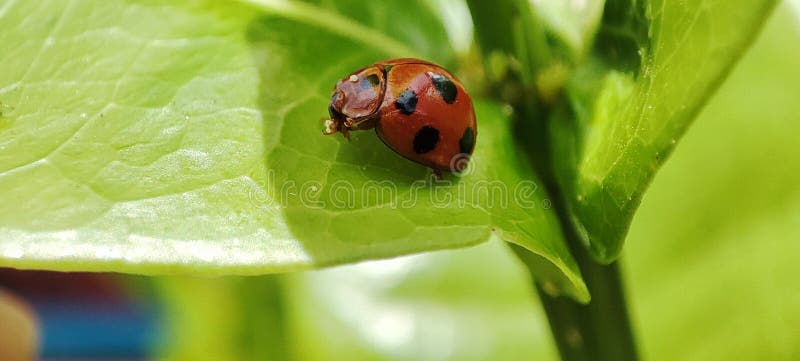 The Koksi Beetle is Guarding Its Young Under a Leaf Stock Image - Image ...