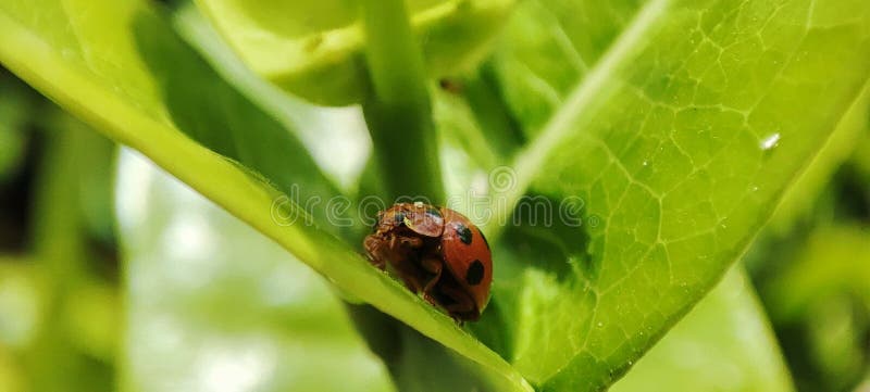 The Koksi Beetle is Guarding Its Young Under a Leaf Stock Photo - Image ...