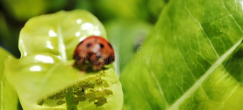 The Koksi Beetle is Guarding Its Young Under a Leaf Stock Image - Image ...