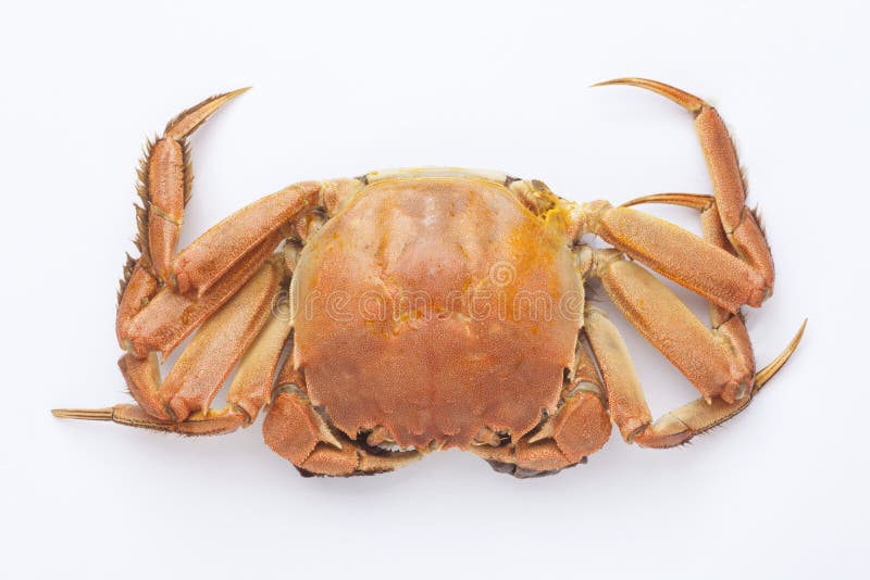 Kokt krabba fotografering för bildbyråer. Bild av gourmet - 26621339