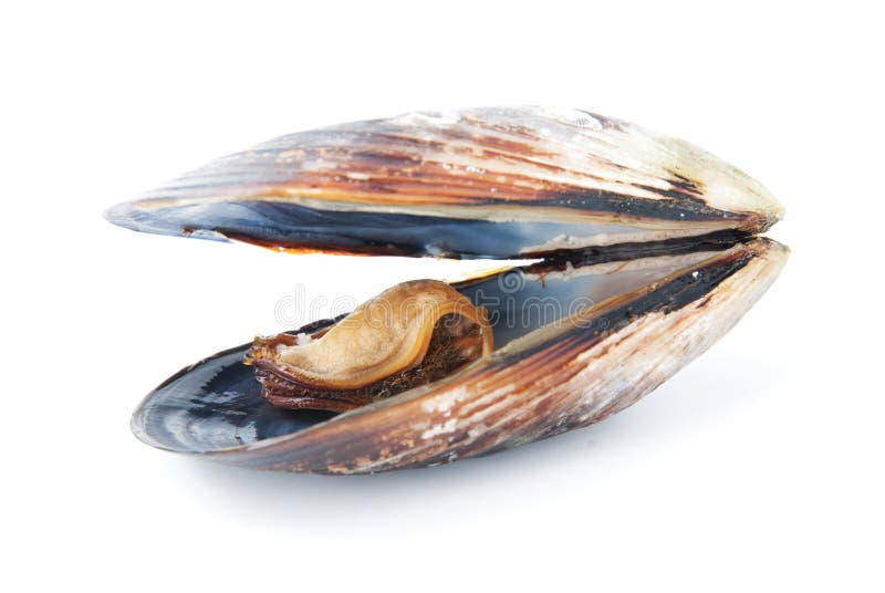 En Mussla I Sitt Skal Isolerad På Vit Bakgrund Arkivfoto - Bild av ...