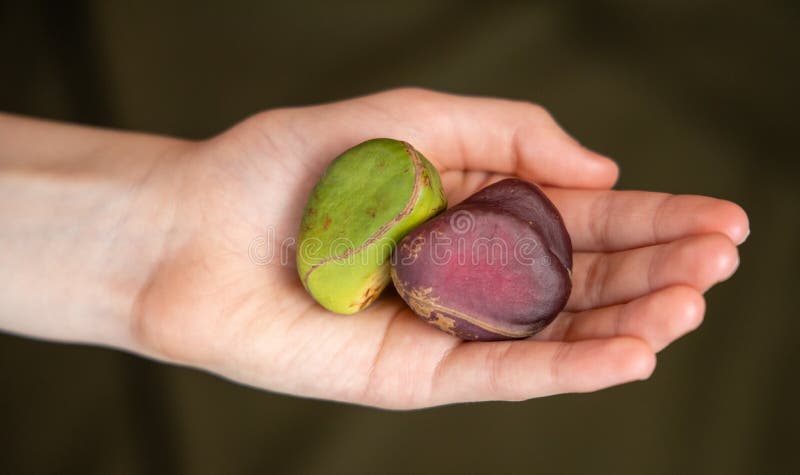 Kola Nuts in Hand stock image. Image of wood, agriculture - 209693877