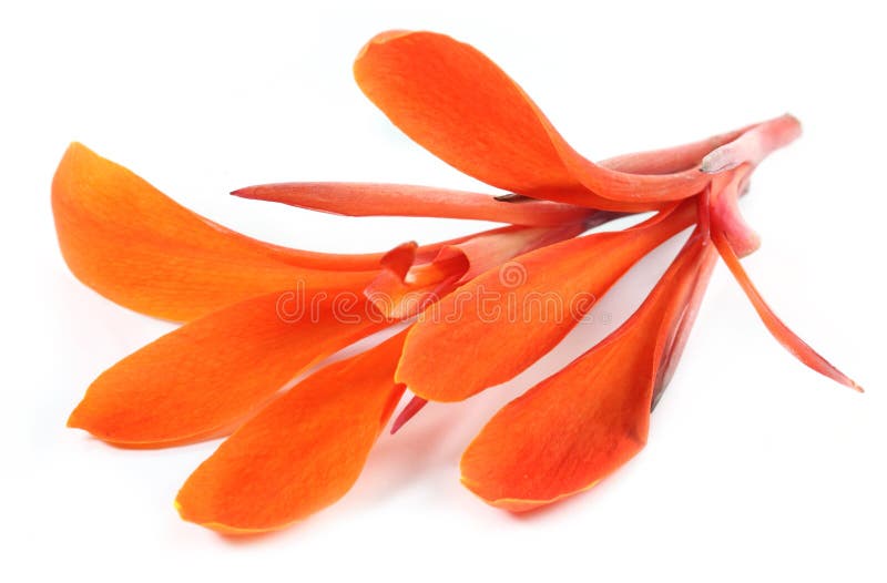 Kolaboti flower stock image. Image of platanillo, saka - 32271665