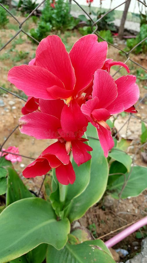 Fleuron Stock Images - Download 64 Royalty Free Photos