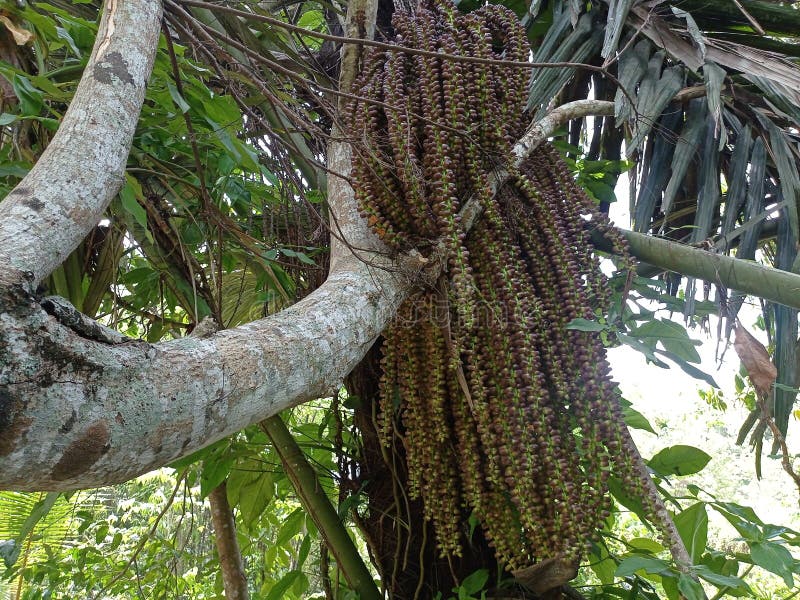 Kolang Kaling Fruit Tree on a Tree that is Bearing Fruit Stock Image ...