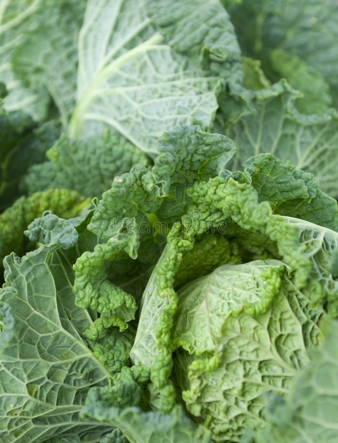 Kolen stock foto. Image of savooiekool, voedsel, sluit - 14799246