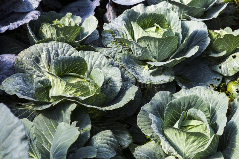 Kolen stock foto. Image of gezondheid, hoofd, kader, landbouw - 52415710