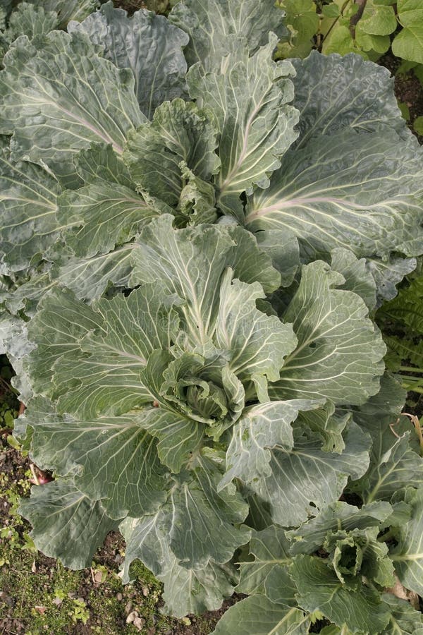 Kolen die in tuin groeien stock foto. Image of kool, gezond - 13114186
