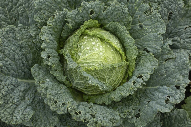 Kolen in een tuin stock foto. Image of cultiveer, groen - 10702126