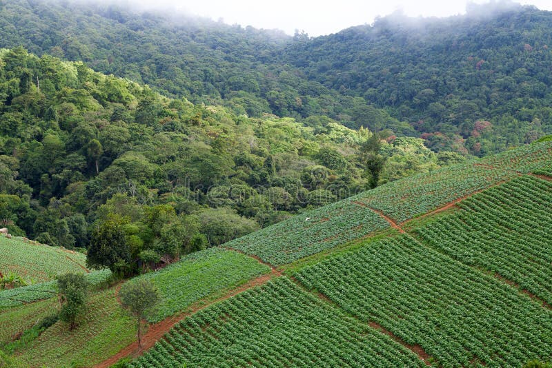 Kolen Op De Landbouwgebieden Stock Foto - Image of gras, tuinbouw: 39882498