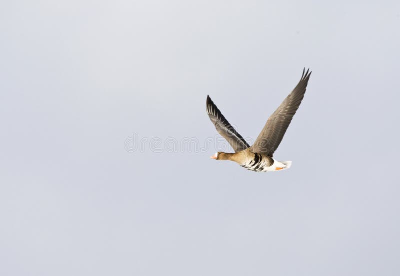 Kolgans, Greater White-fronted Goose, Anser Albifrons Stock Photo ...