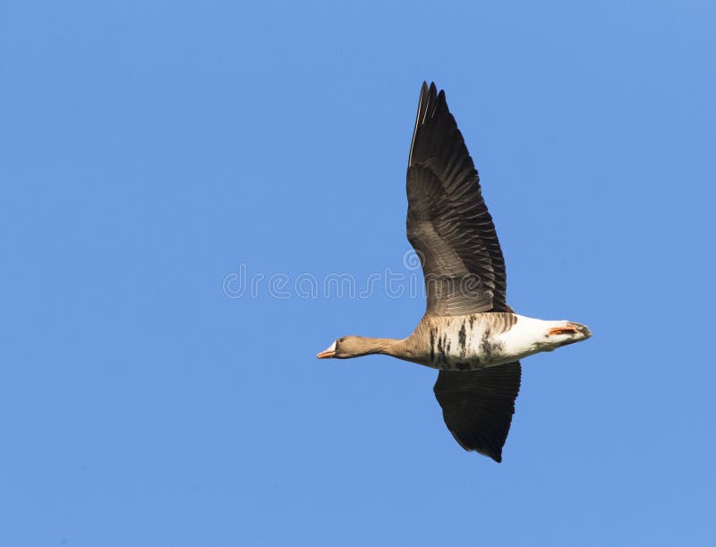 Kolgans, Greater White-fronted Goose, Anser Albifrons Stock Image ...