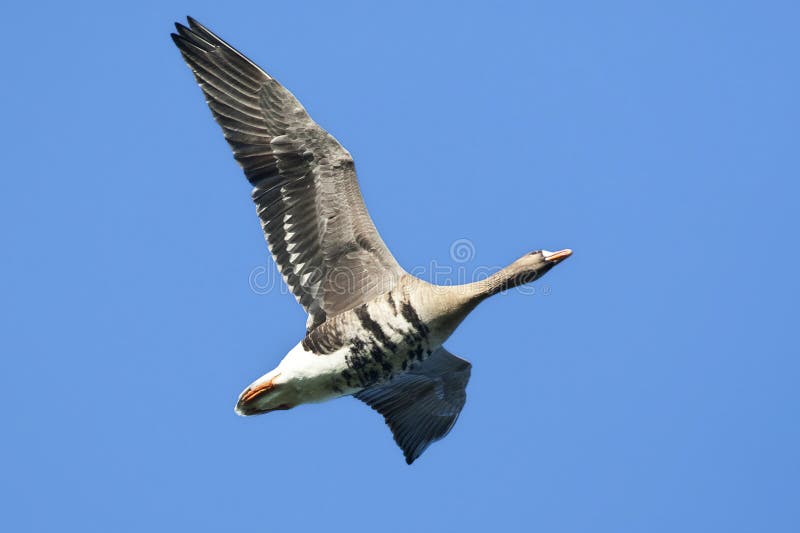 Kolgans, Greater Whitefronted Goose, Anser Albifrons Stock Photo ...
