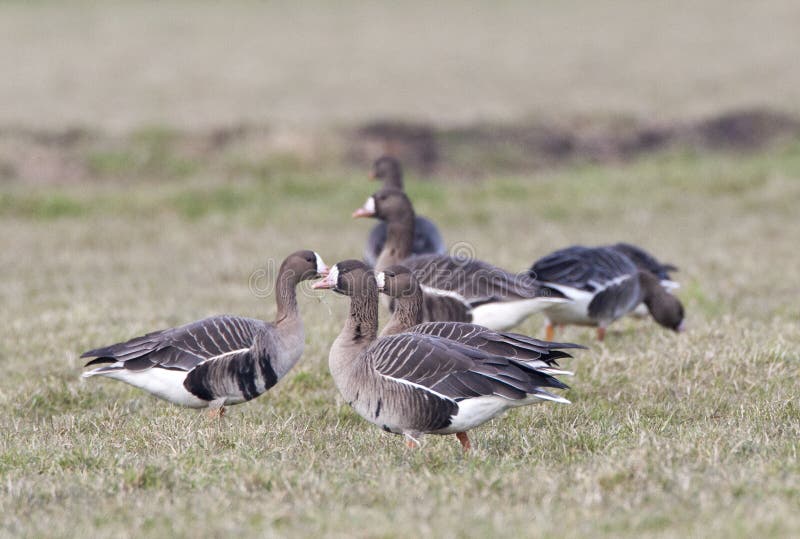 Kolgans, White-fronted Goose, Anser Albifrons Stock Image - Image of ...