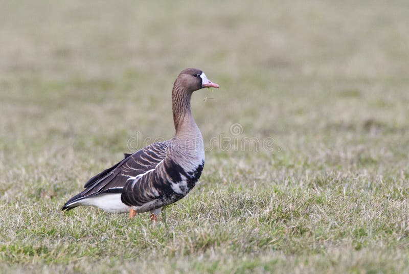 Kolgans, White-fronted Goose, Anser Albifrons Stock Photo - Image of ...