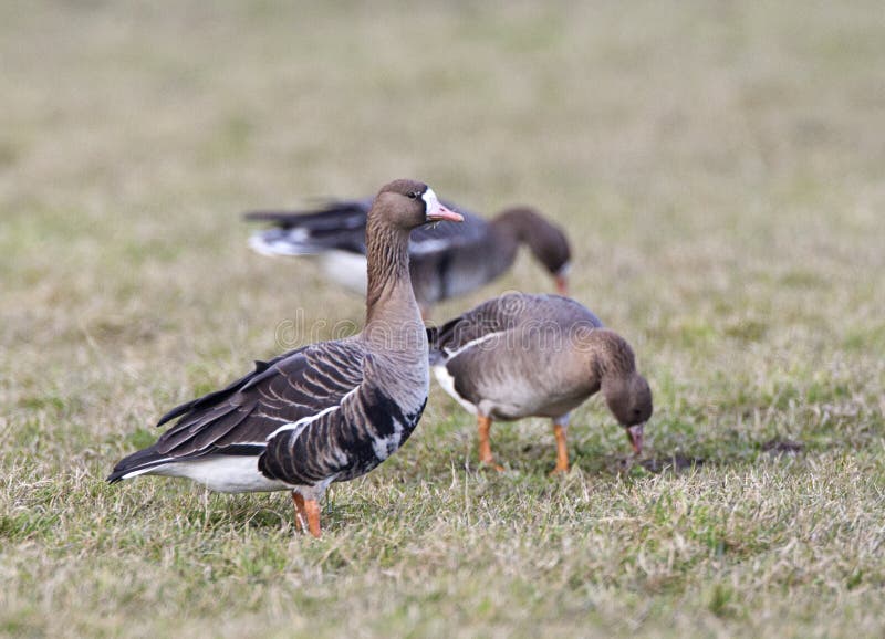 Kolgans, White-fronted Goose, Anser Albifrons Stock Image - Image of ...