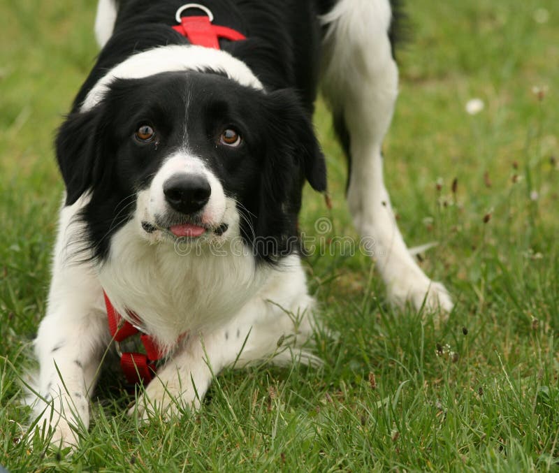 Koli Dog Expecting a Command Stock Photo - Image of koli, ready: 14519348