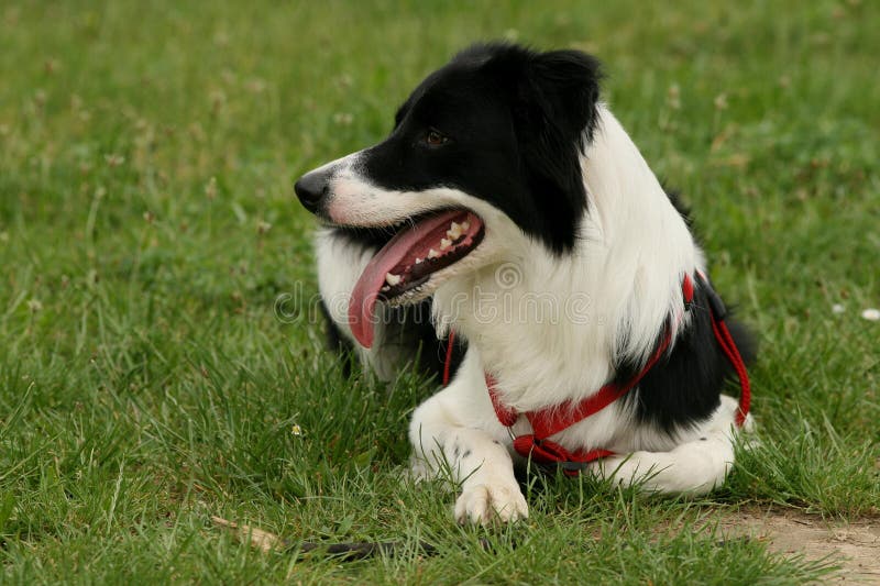 Koli Dog Lies stock image. Image of pets, puppy, protrude - 14519303