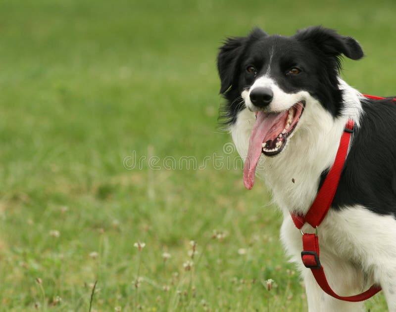 Koli Dog Protrudes stock image. Image of koli, tongue - 14519287