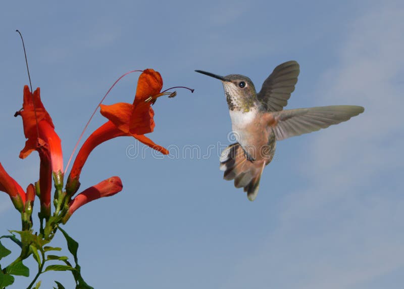 Koliber zdjęcie stock. Obraz złożonej z kwiat, czerwień - 4796016