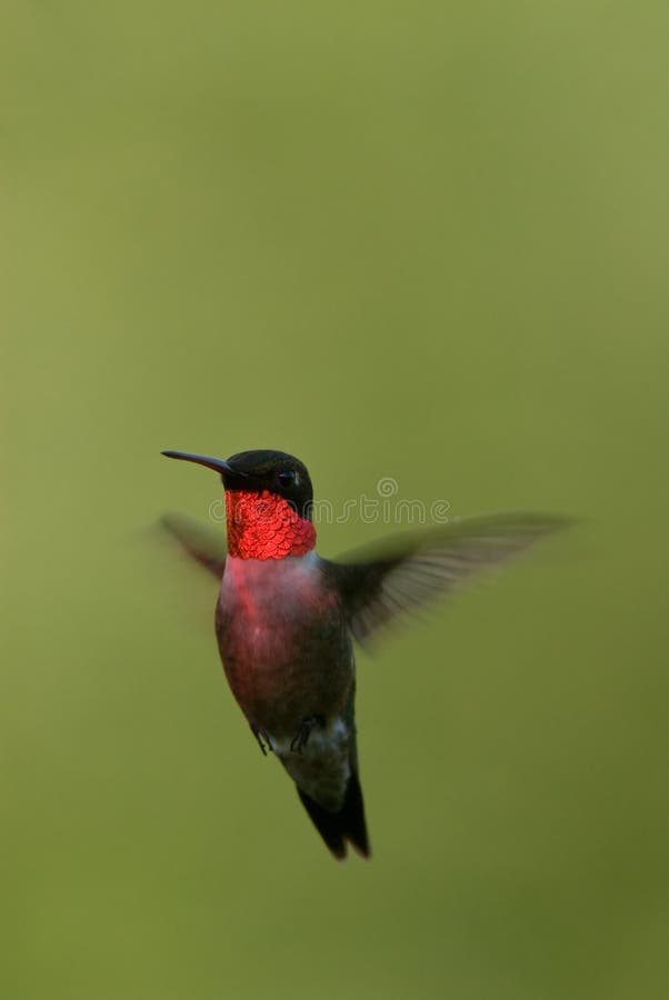 Männlicher Rubin-throated Kolibri Stockbild - Bild von kehle, mann ...