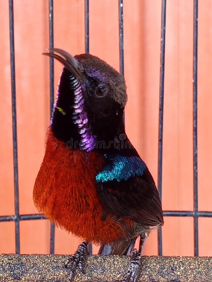 Kolibri stock image. Image of beak, island, america - 108864491