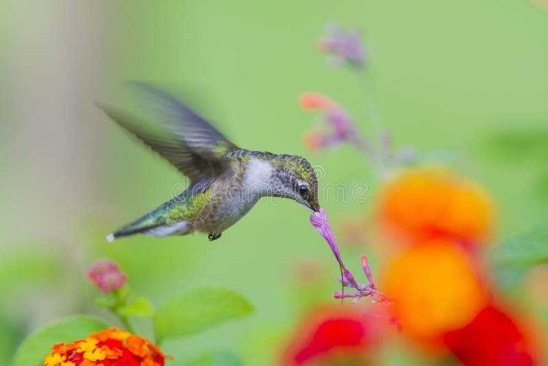 Kolibrie stock foto. Image of kleurrijk, geboorte, vleugel - 126133254