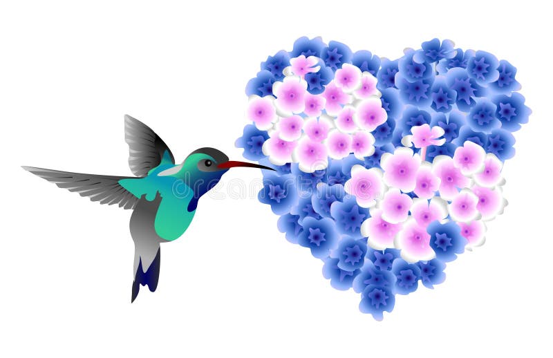 Kolibrie vector illustratie. Illustratie bestaande uit eenvoud - 32771731