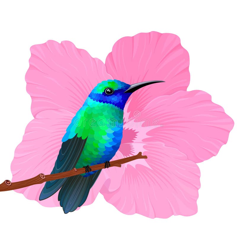 Kolibrie Die Op Transparante Achtergrond Vliegen Vector Illustratie ...