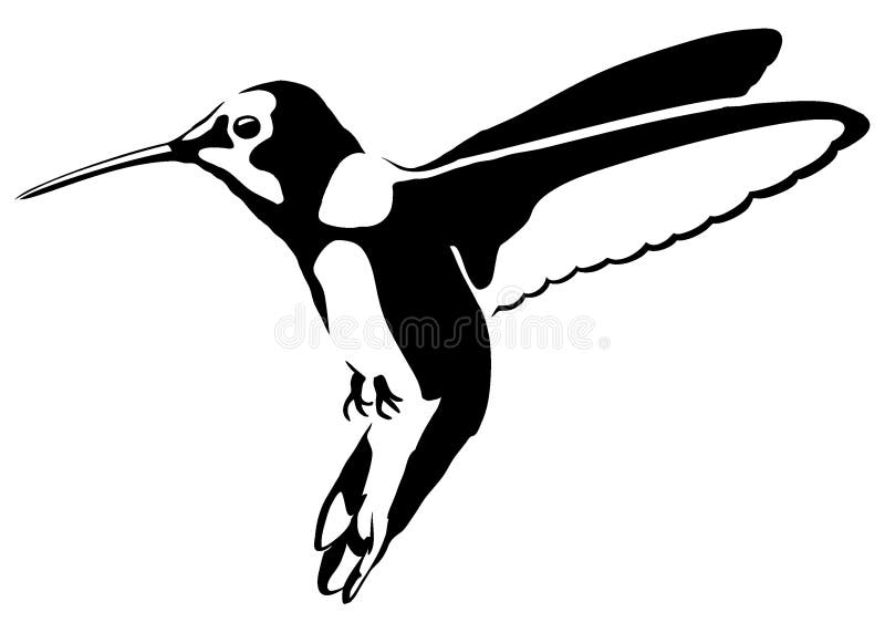 Kolibrie vector illustratie. Illustratie bestaande uit eenvoud - 32771731